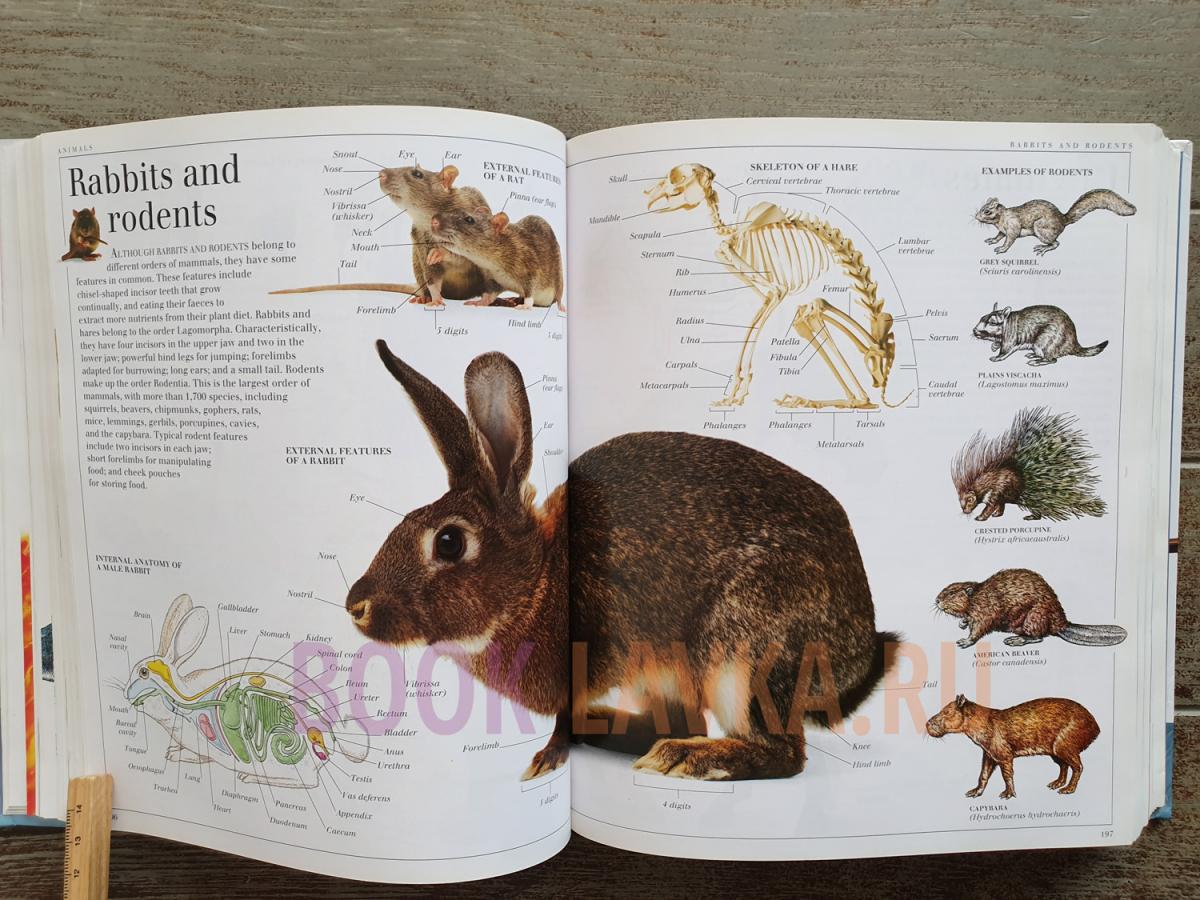 Ultimate Visual Dictionary – купить в интернет-магазине Booklavka ...