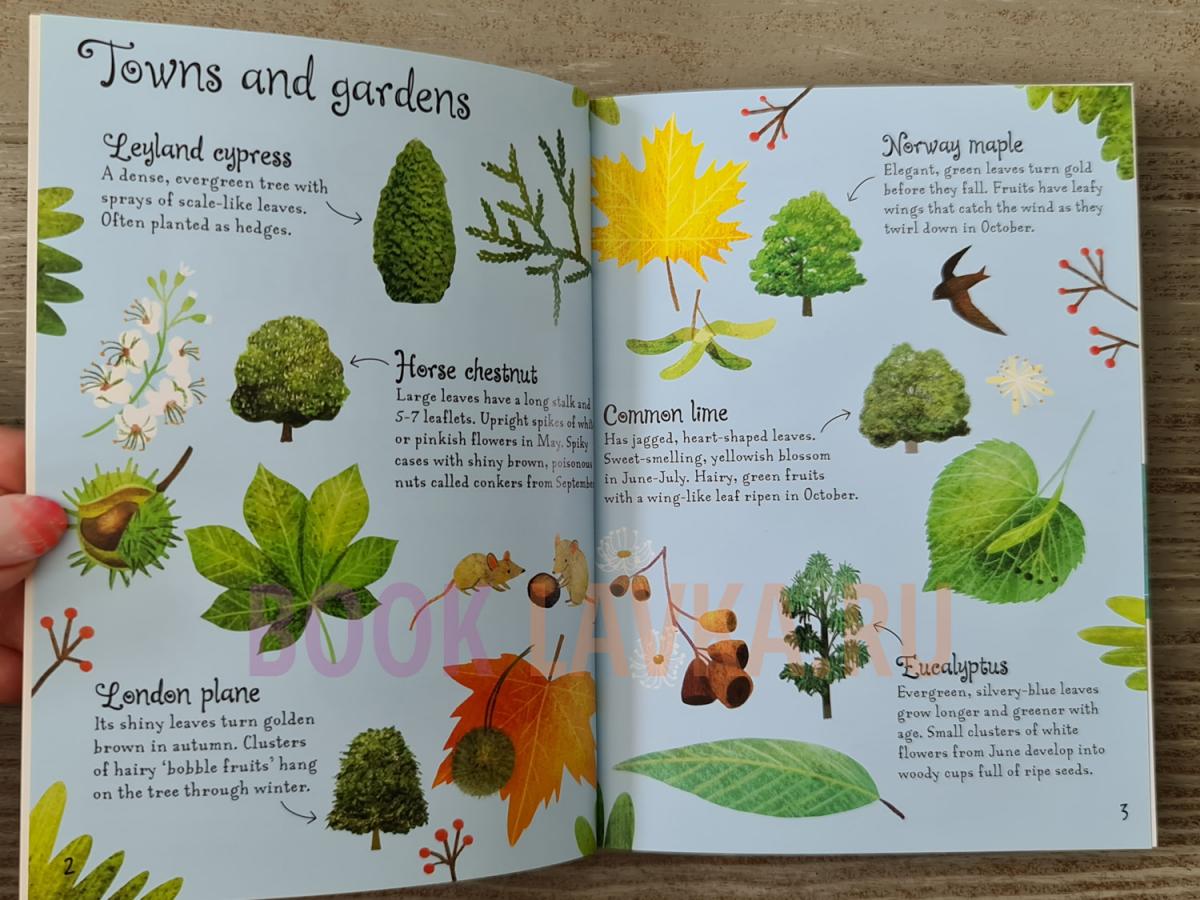 Usborne Minis: Trees To Spot – купить в интернет-магазине Booklavka ...