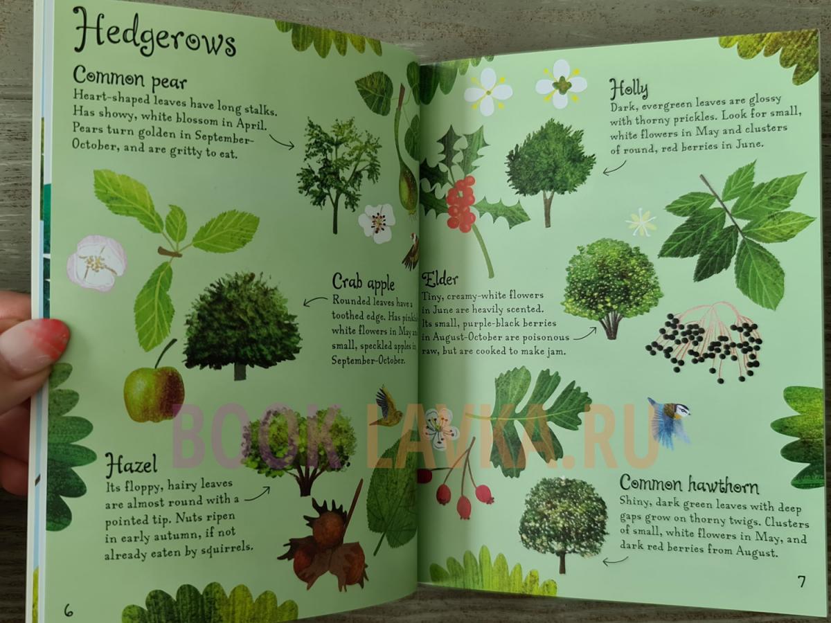 Usborne Minis: Trees To Spot – купить в интернет-магазине Booklavka ...
