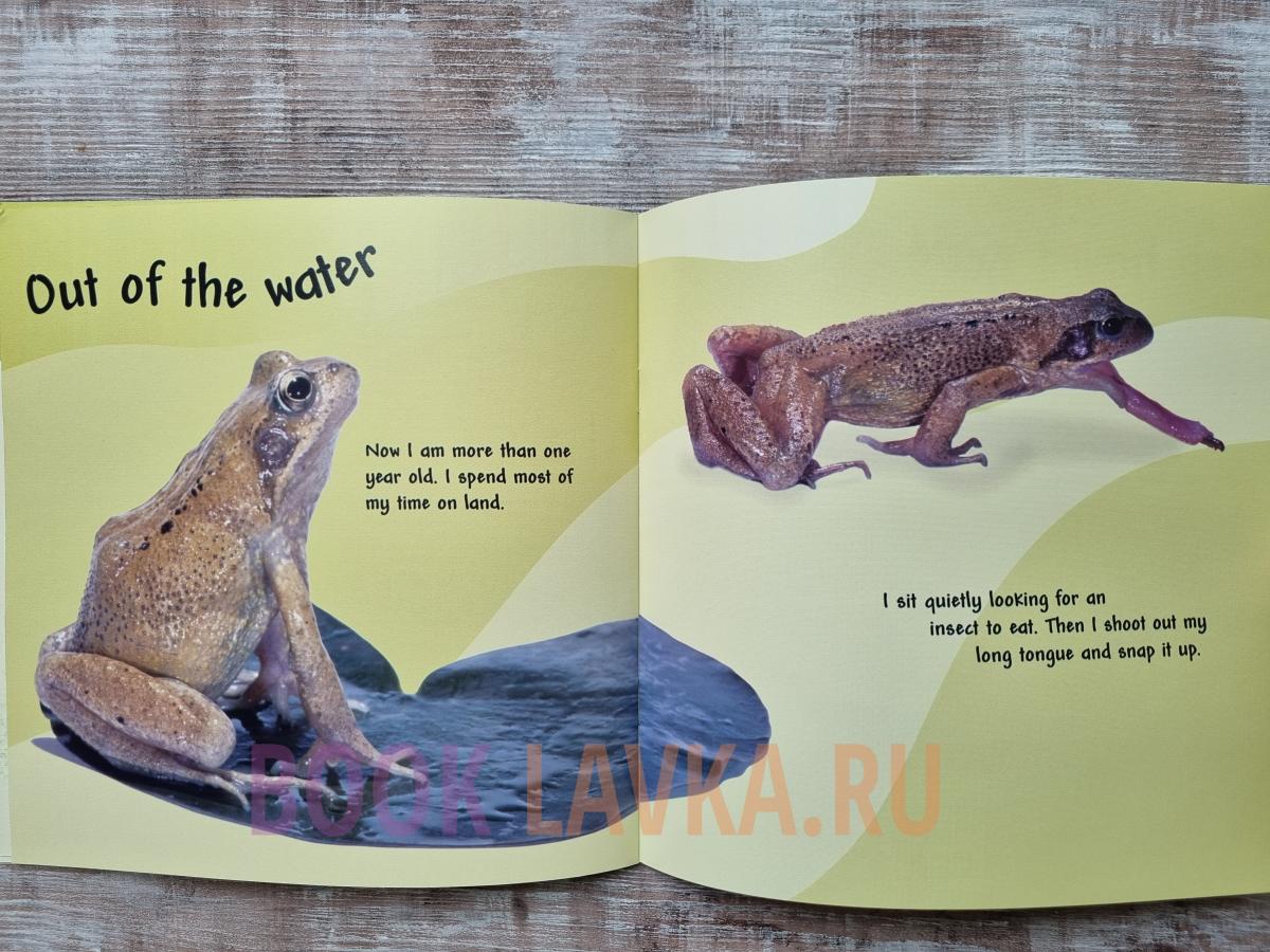 See How They Grow Frog – купить в интернет-магазине Booklavka (Буклавка)