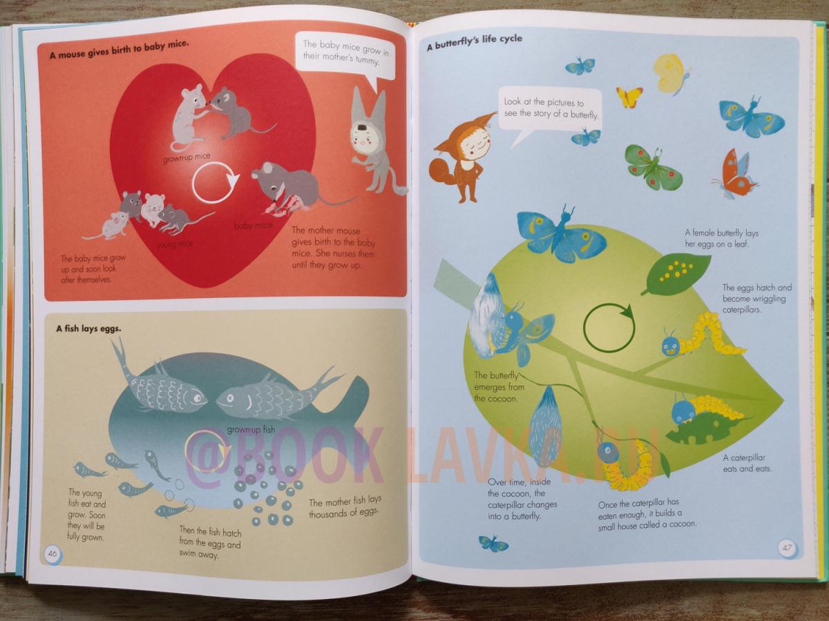 My Animal Book – купить в интернет-магазине Booklavka (Буклавка)