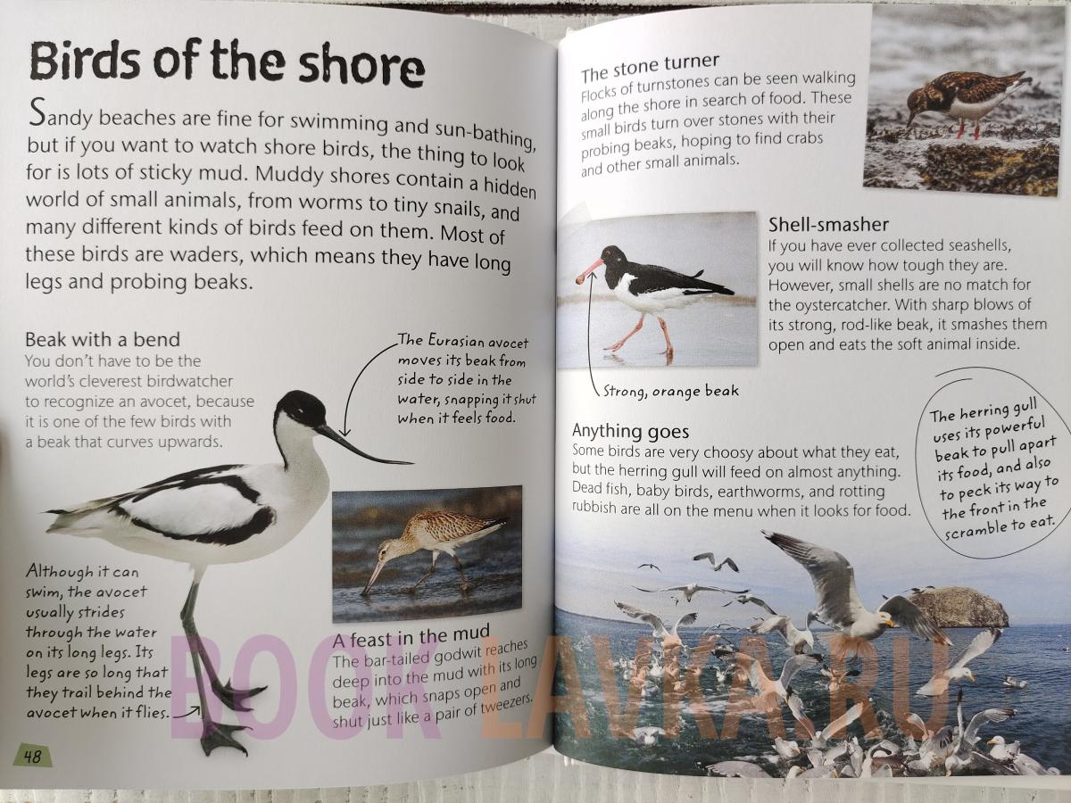 Birds: Explore Nature with Fun Facts and Activities – купить в интернет ...