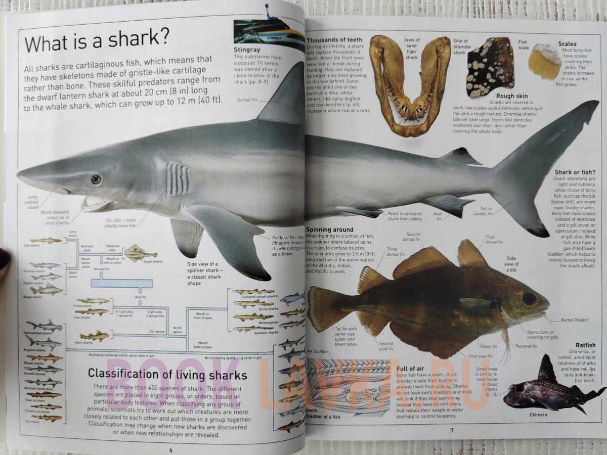 Eyewitness Shark – купить в интернет-магазине Booklavka (Буклавка)