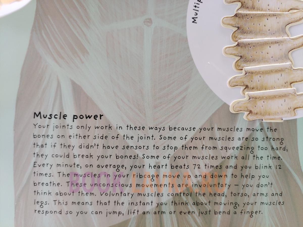 Pop-up Facts: Human Body – купить в интернет-магазине Booklavka (Буклавка)