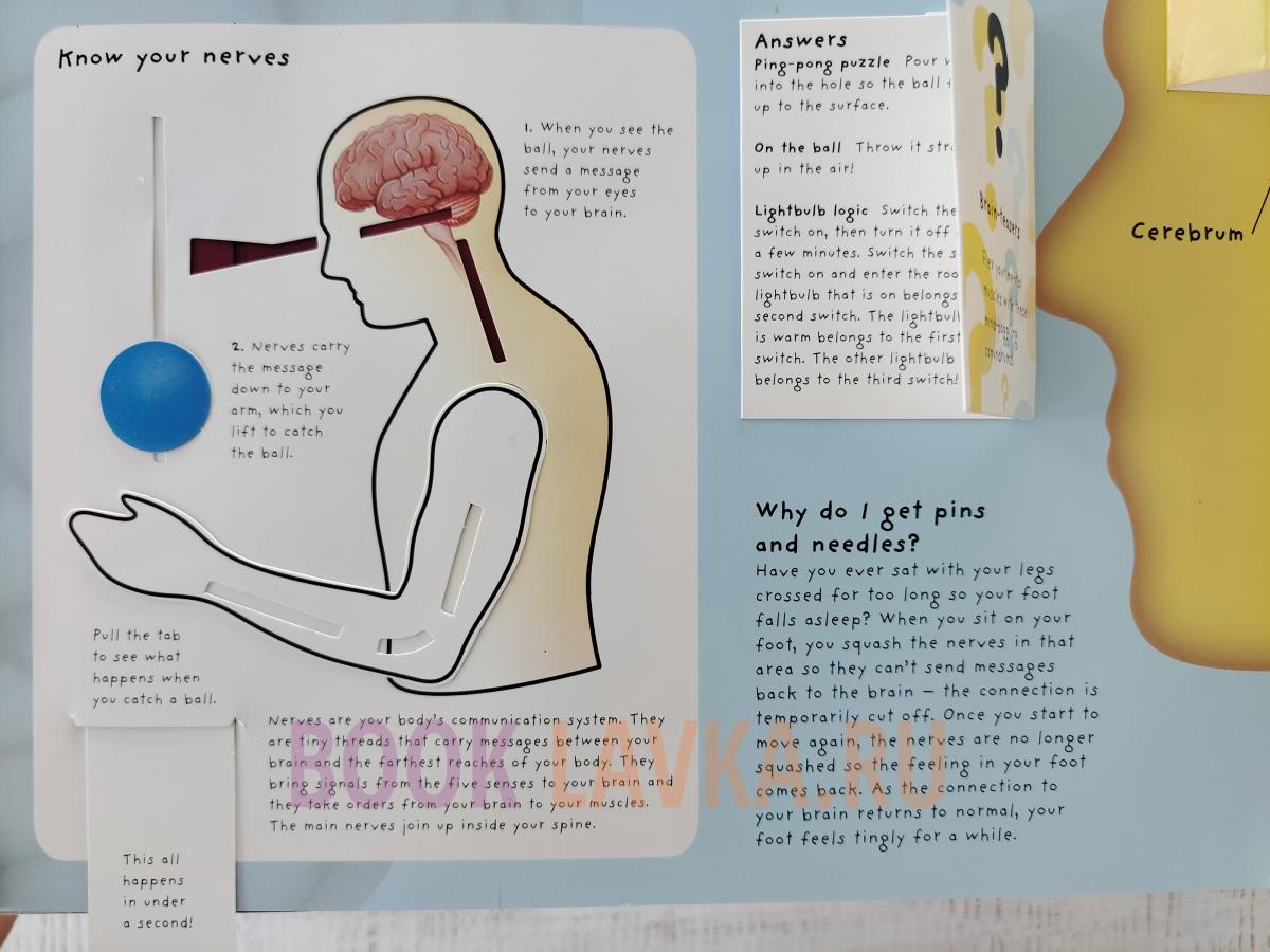 Pop-up Facts: Human Body – купить в интернет-магазине Booklavka (Буклавка)