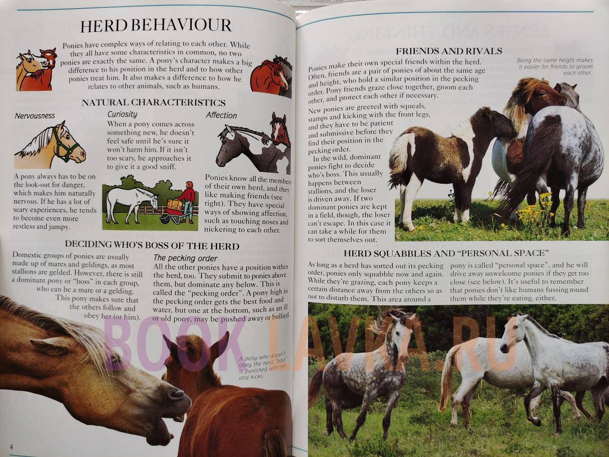 The Usborne Riding School Understanding Your Pony – купить в интернет ...