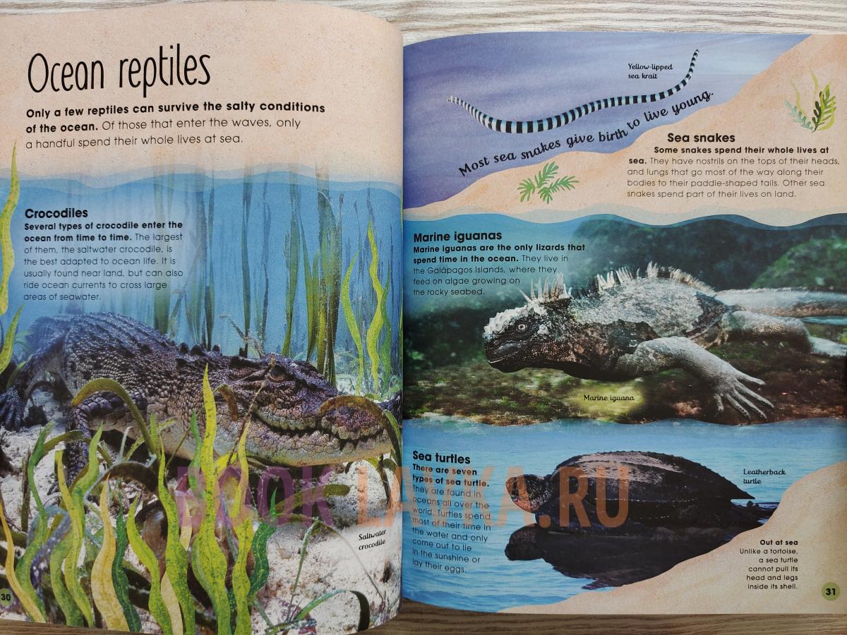 Earth's Incredible Oceans – купить в интернет-магазине Booklavka (Буклавка)